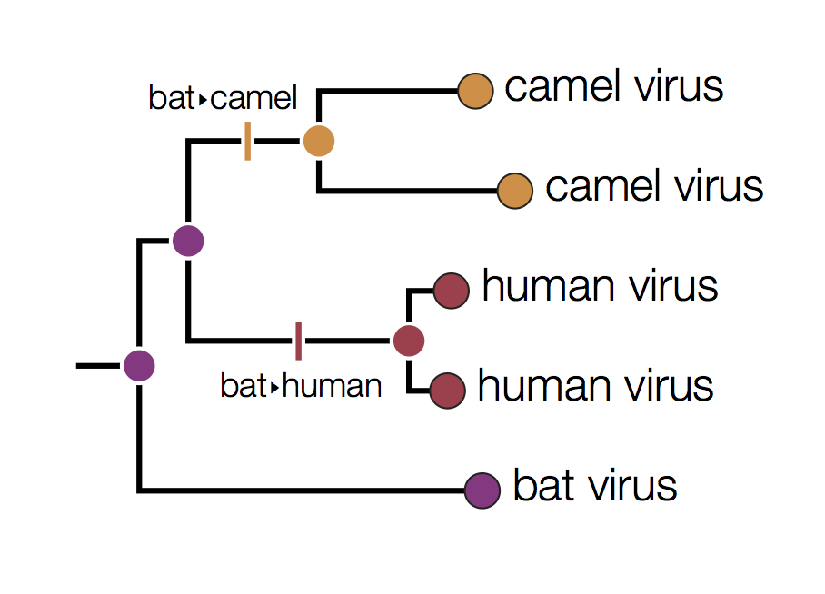 How To Read A Phylogenetic Tree Artic Network Pathogen Genomics From Sample To Response