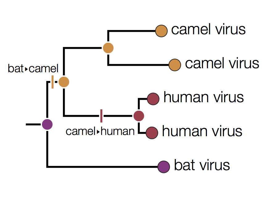 How to read a phylogenetic tree | Tutorial | Phylogenetics | ARTIC ...