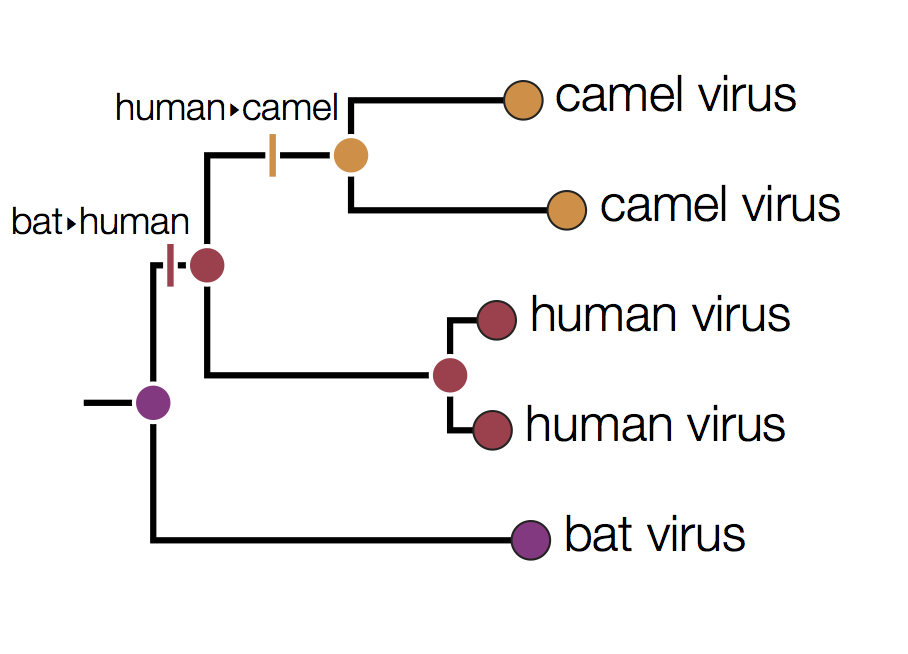 How to read a phylogenetic tree | ARTIC network - pathogen genomics ...